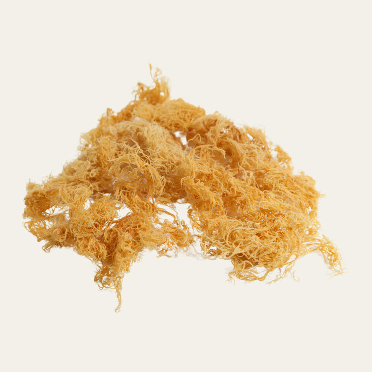 Pure Sea Moss UK – Shop Sea Moss Gel, Raw & Capsules UK